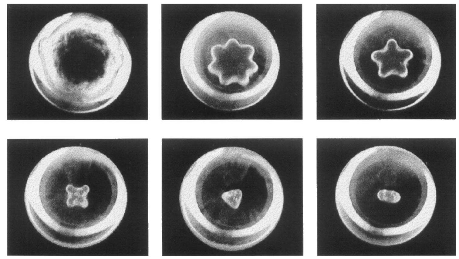 Part of one sequence of star-like structures. note the