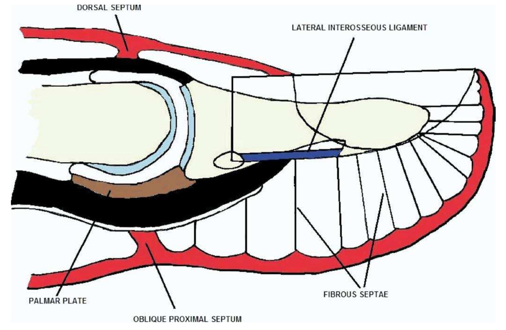 Schematic diagram showing the location of the dorsal septum