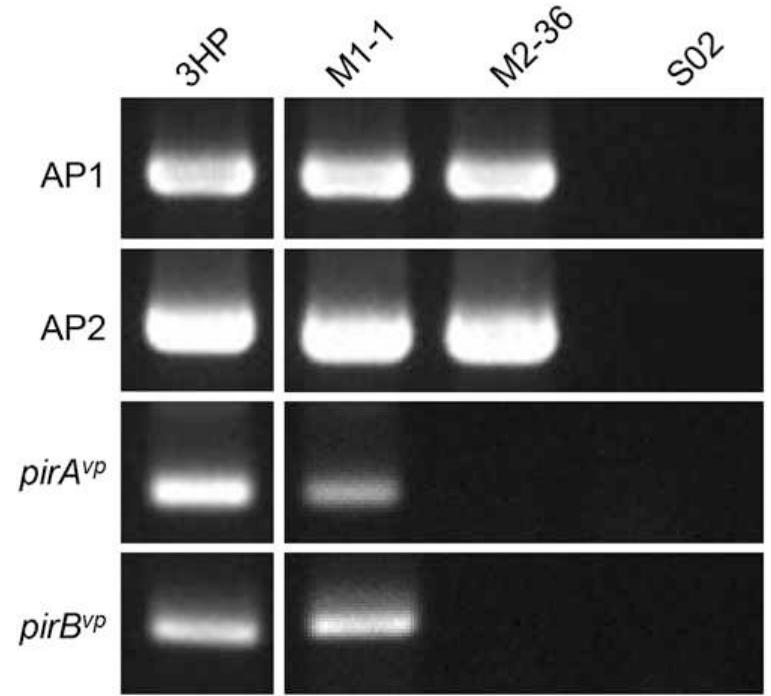 $3. pcr detection of the ap1, ap2, pira’?, and pirby?