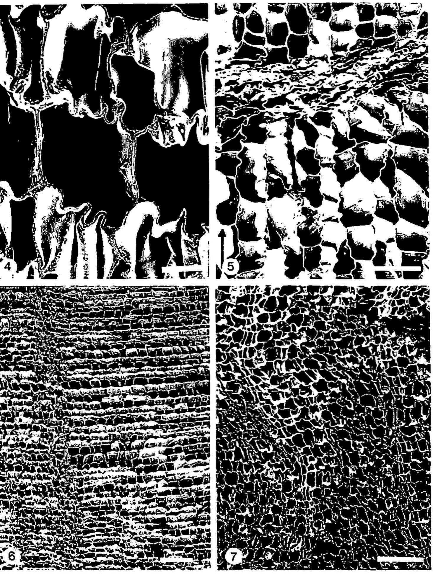 Heavy corrugation of cork cells. transverse section of