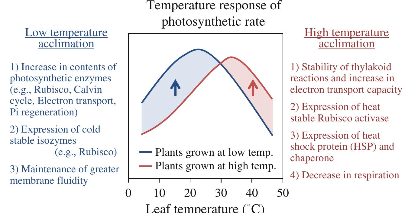 A classic, idealized diagram of temperature acclimation of