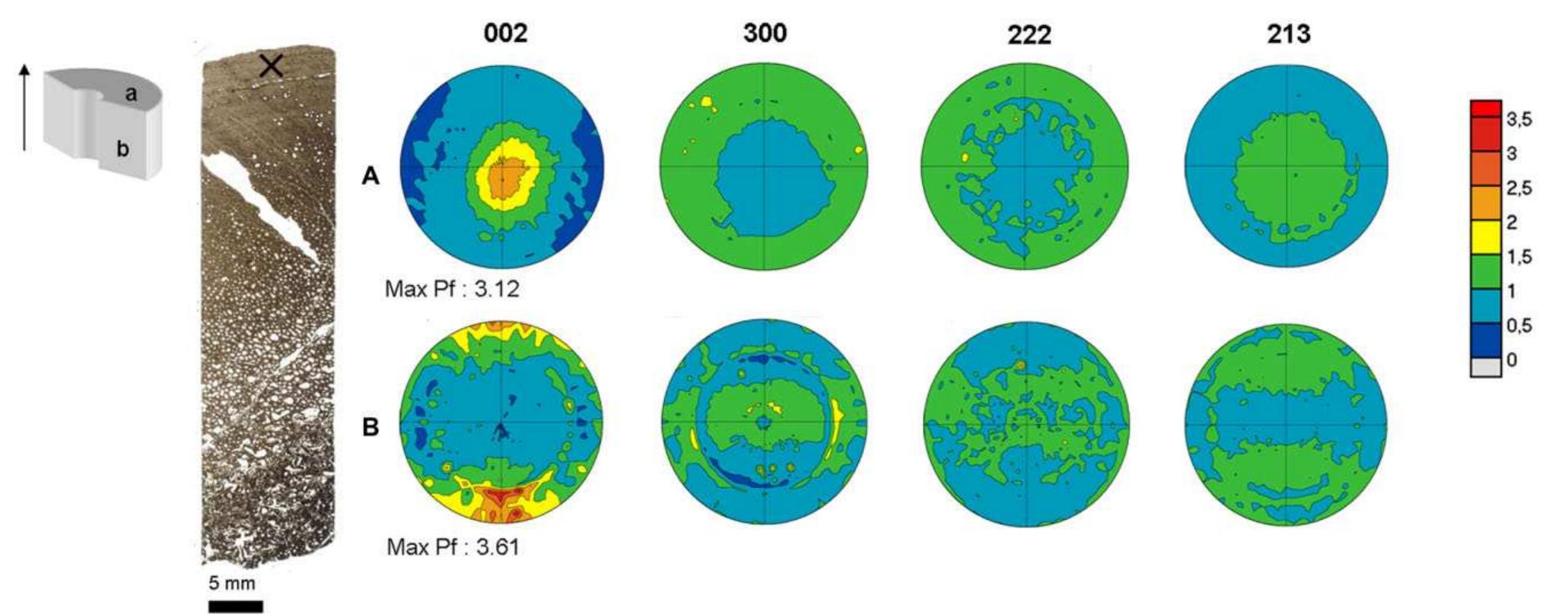 Histology and pole figures of apatosaurus. photomicrograph