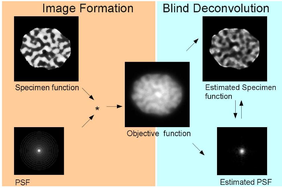 As for widefield microscopy the convolution of the signal