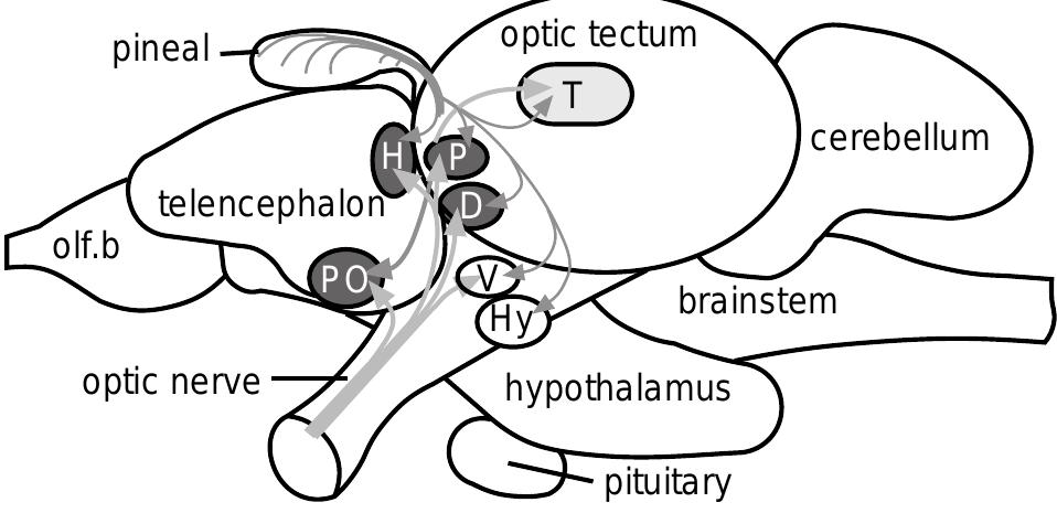 Schematic drawing of the central neural projections of the