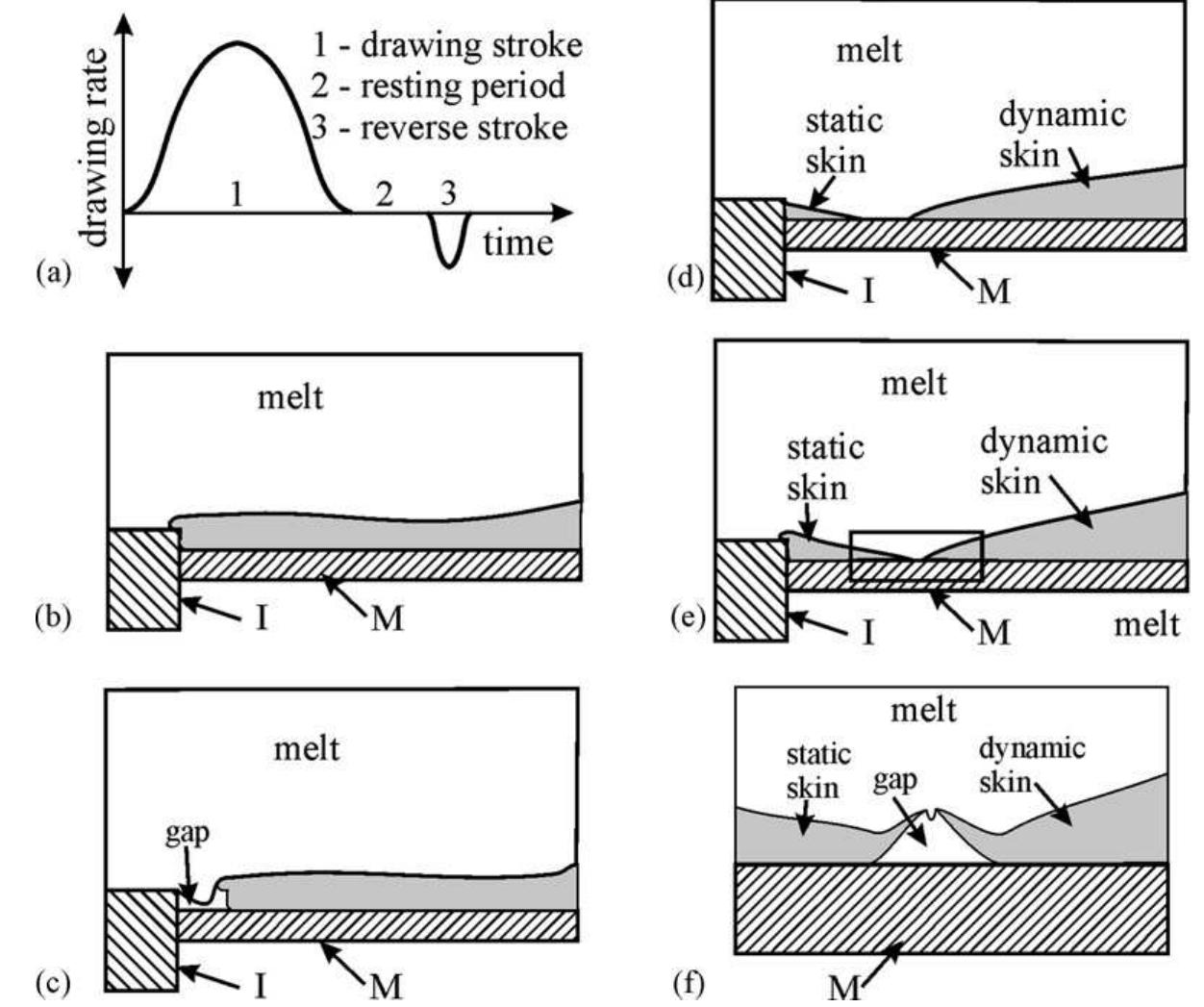 Schematic presentation of skin formation at the beginning of