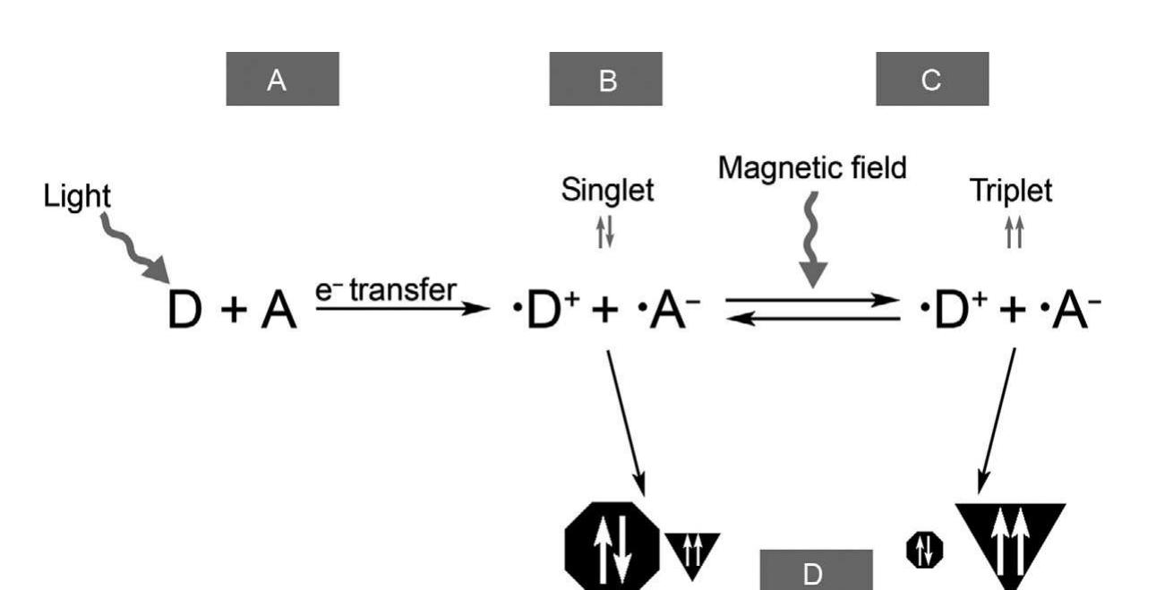 5 a_ simplified mechanism of the radical-pair mechanism of