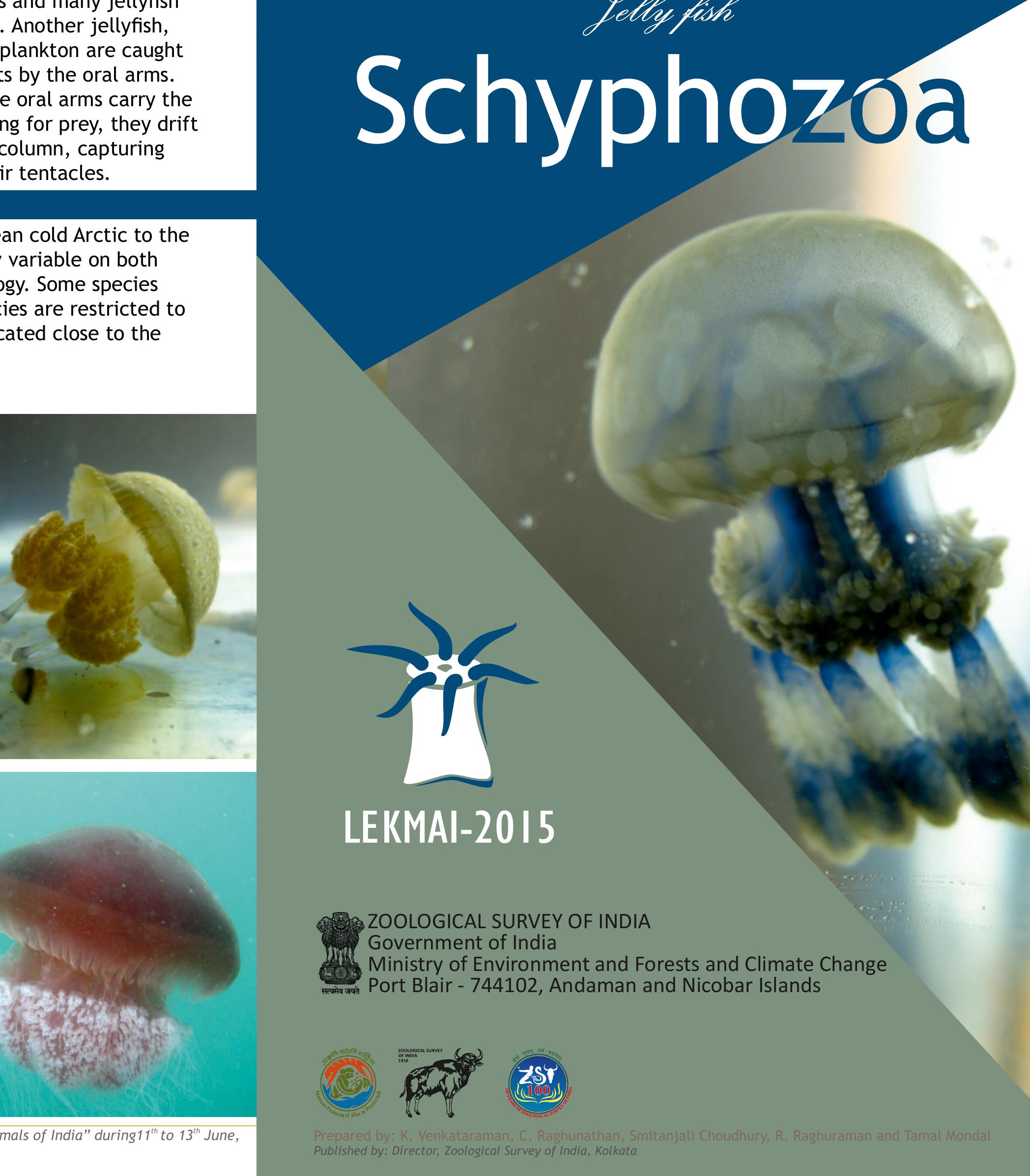 (PDF) Scyphozoa