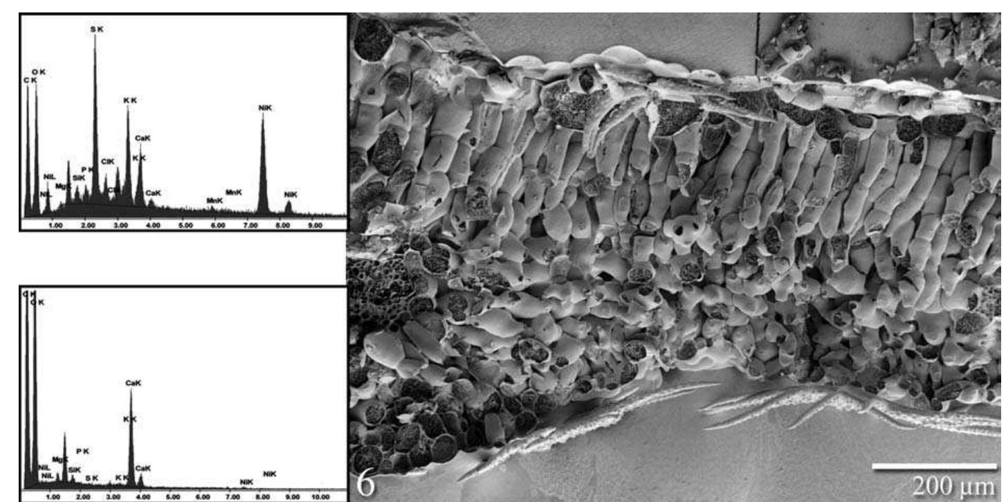 Entire leaf cross section at midrib. upper spectrum: ni 20