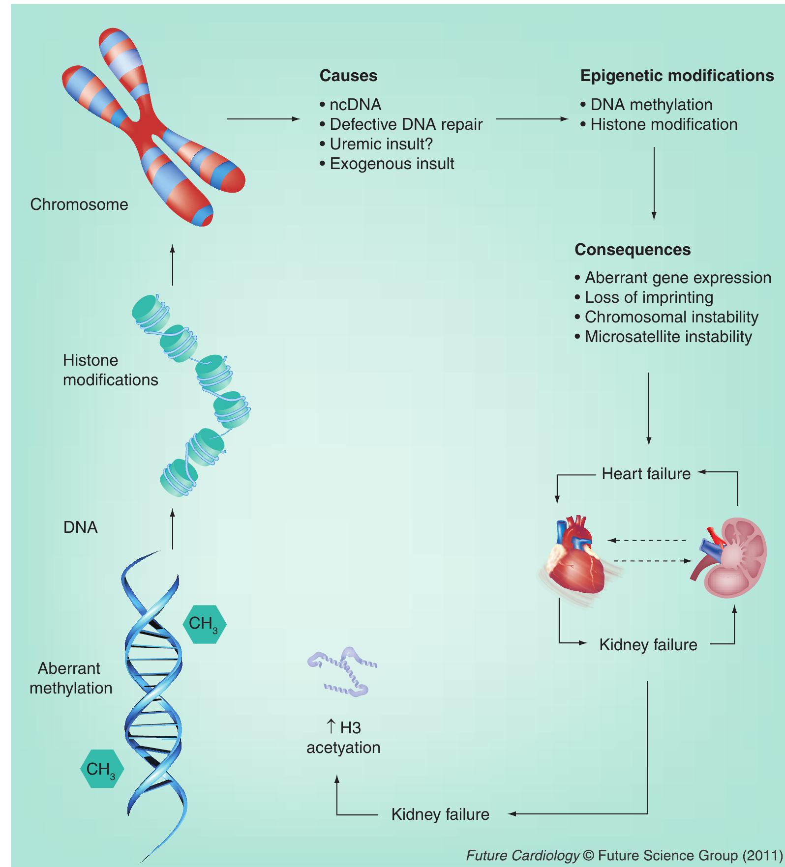 Epigenetic modifications between heart and kidney in