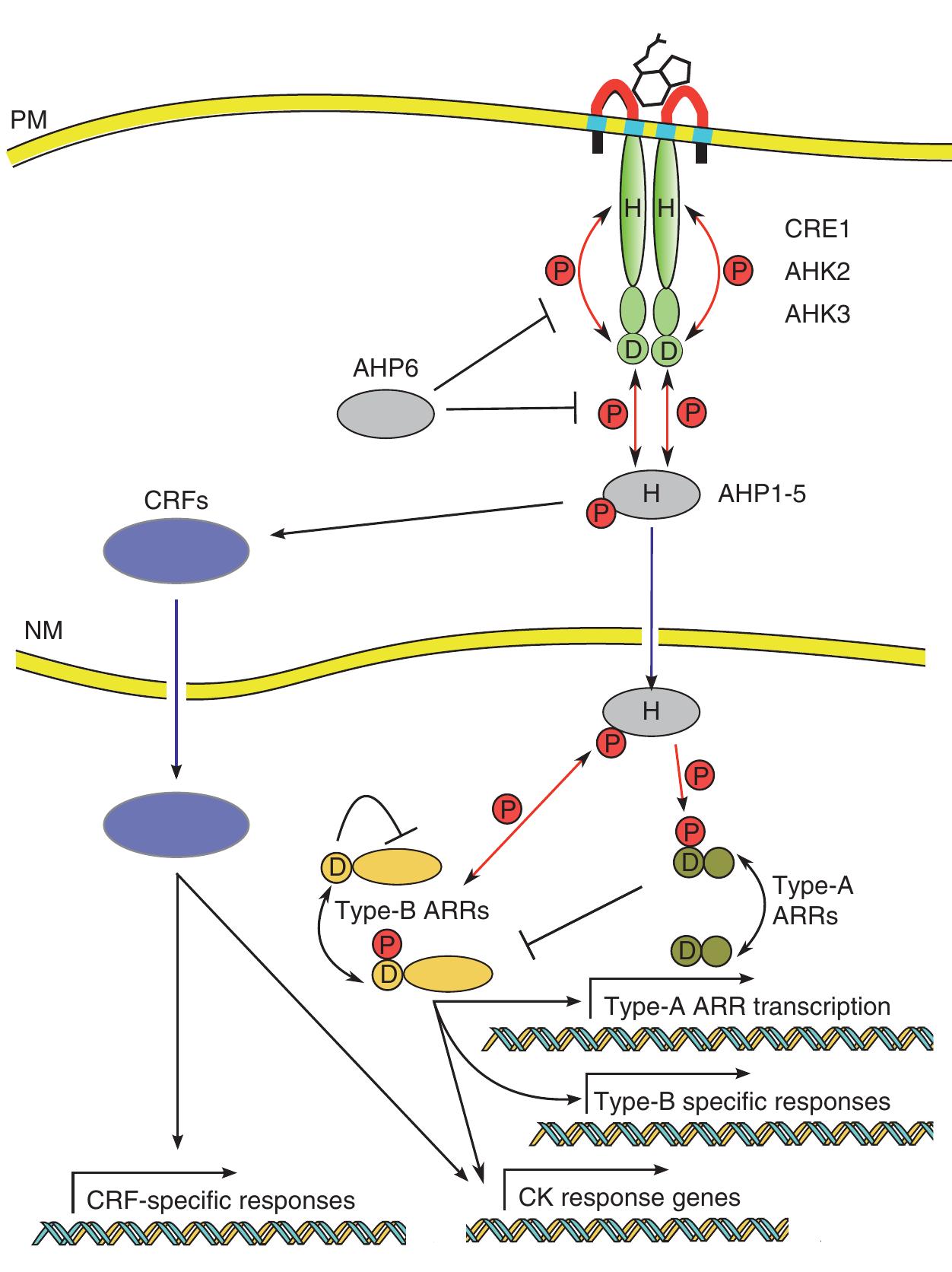 1 model showing phosphorelay mechanism. the cytokinin