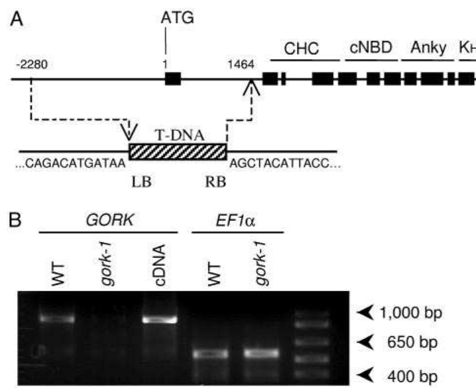 Identification of a t-dna insertion mutant. (a) schematic