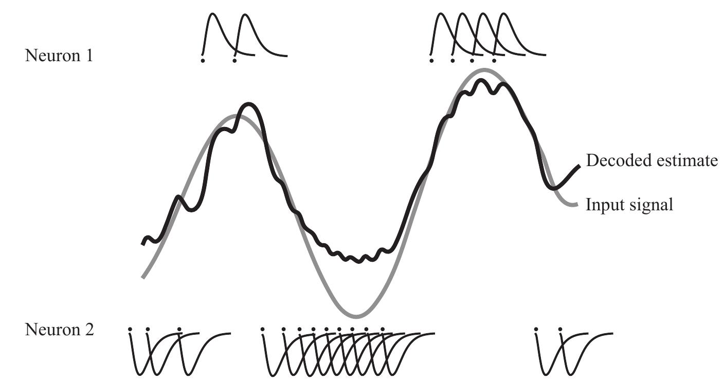 Temporal Decoding This Diagram Depicts Linear Decoding Of A