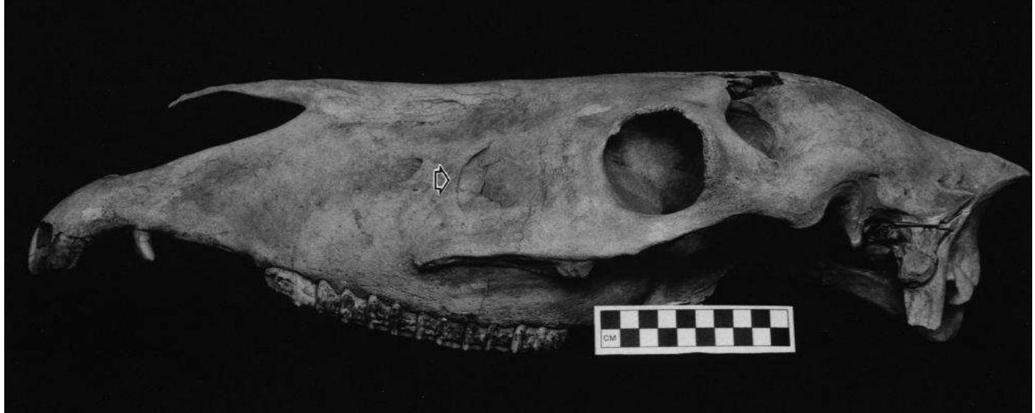 Horse cranium with circular depressed fracture in maxilla,