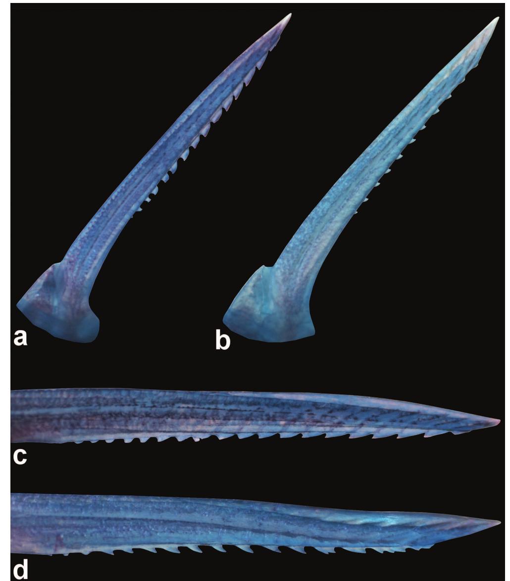 Dorsal- and pectoral-fin spines of (a, c) corydoras brittoi,