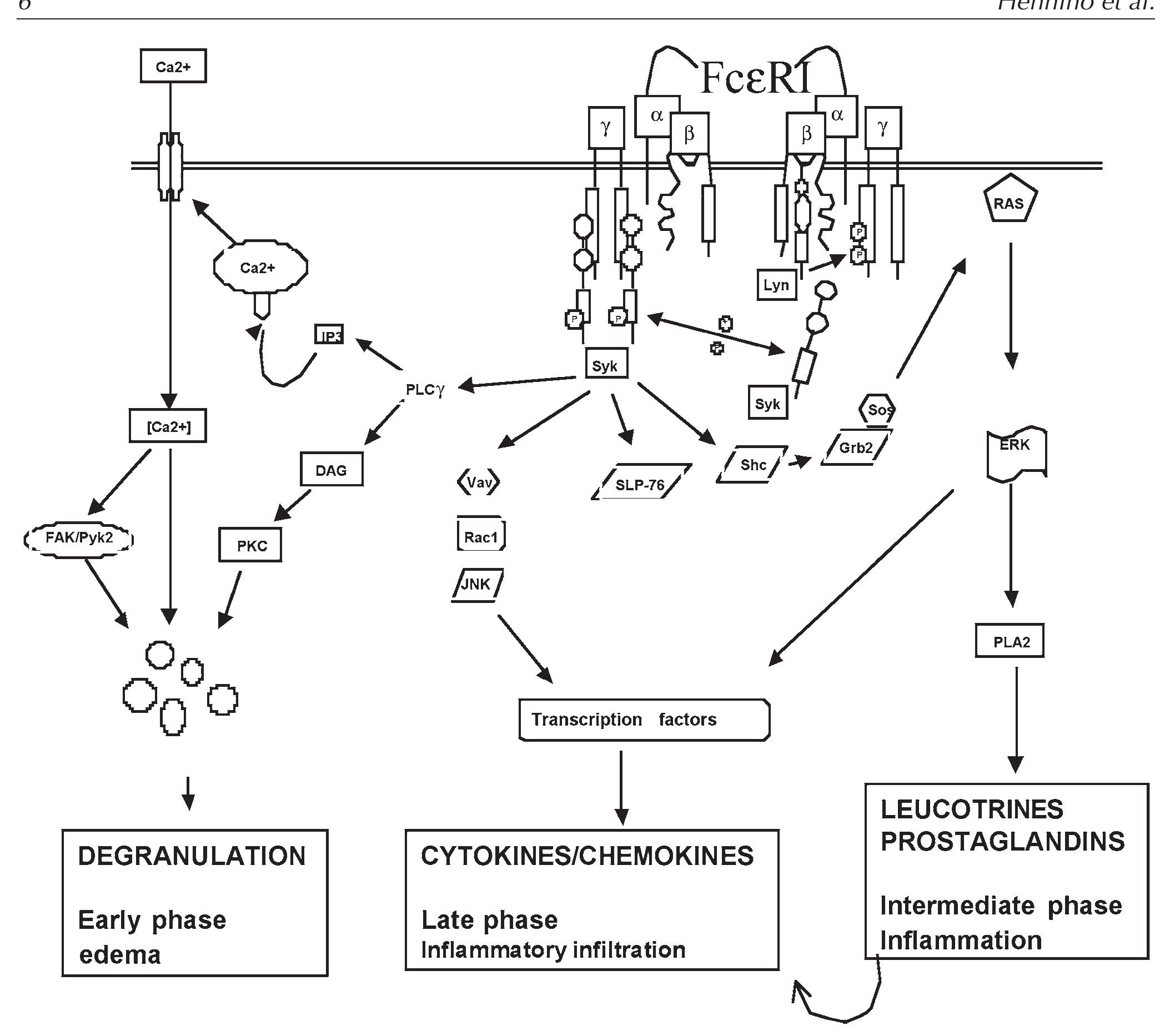 Figure 2 - from Pathophysiology of Urticaria