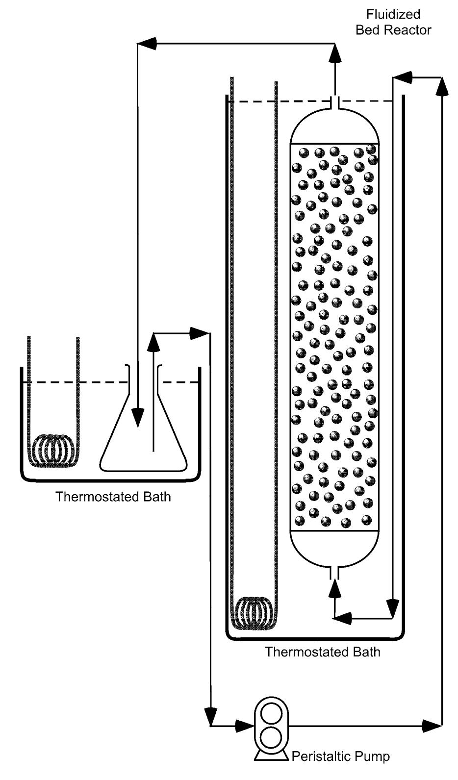 Schematic representation of the fluidized bed reactor filled