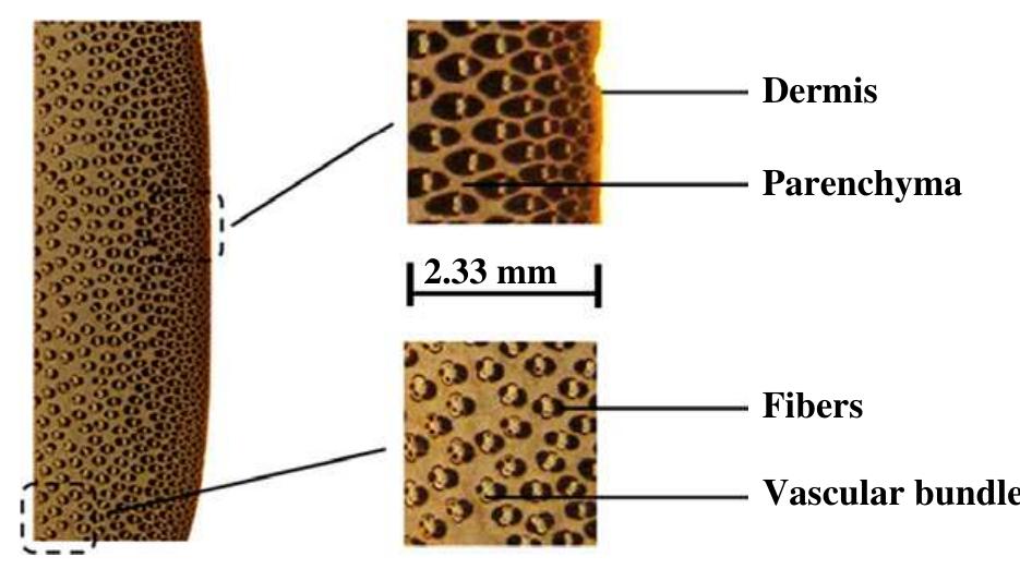 Anatomical structure of guadua a.k. bamboo.