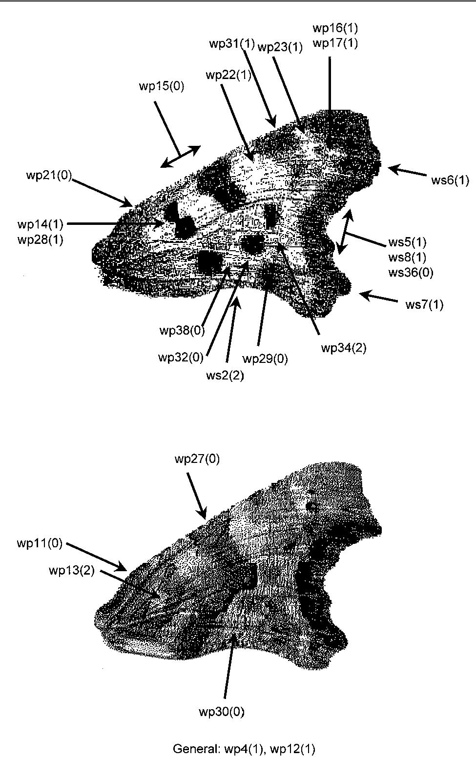 Polygonia c-album: fore wing wing shape and wing pattern
