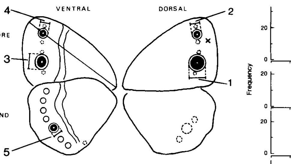 Fic. 1. wing eyespot pattern of bicyclus anynana. bars