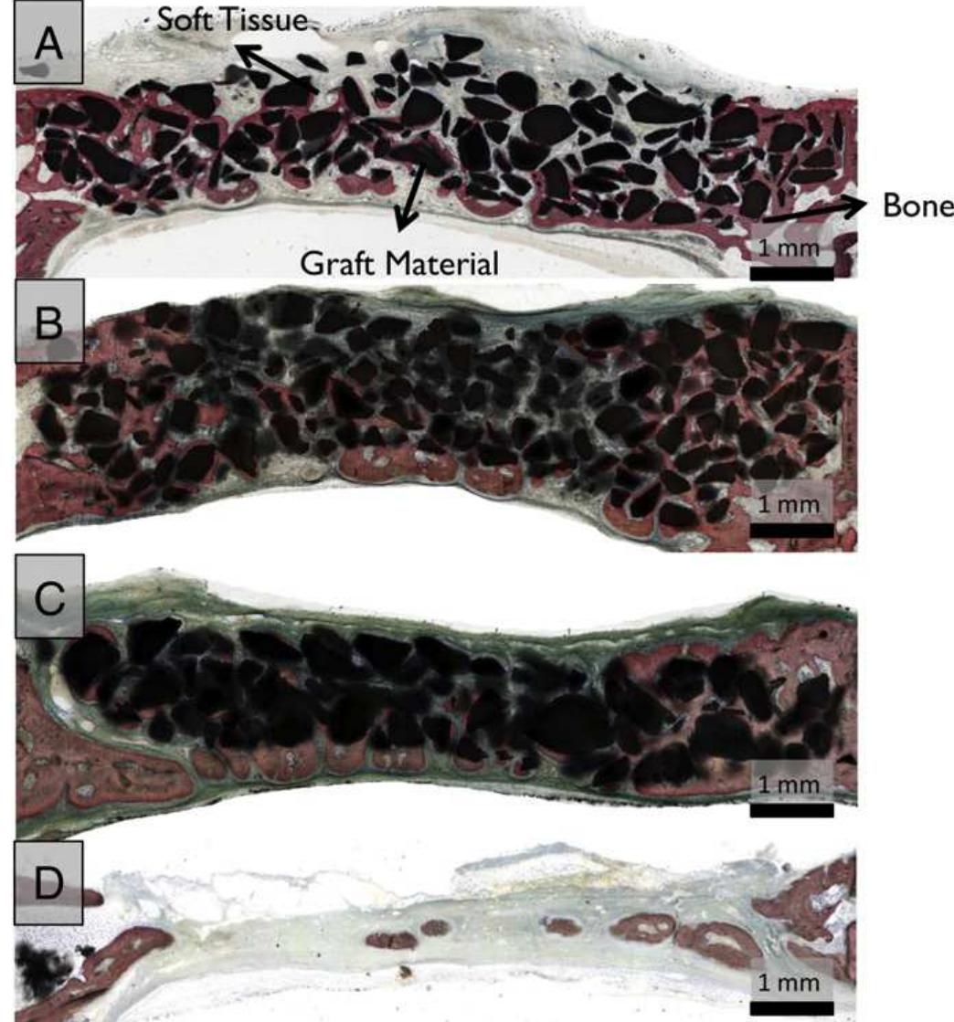 Cross-section histological image of 4 week defect (a) al;