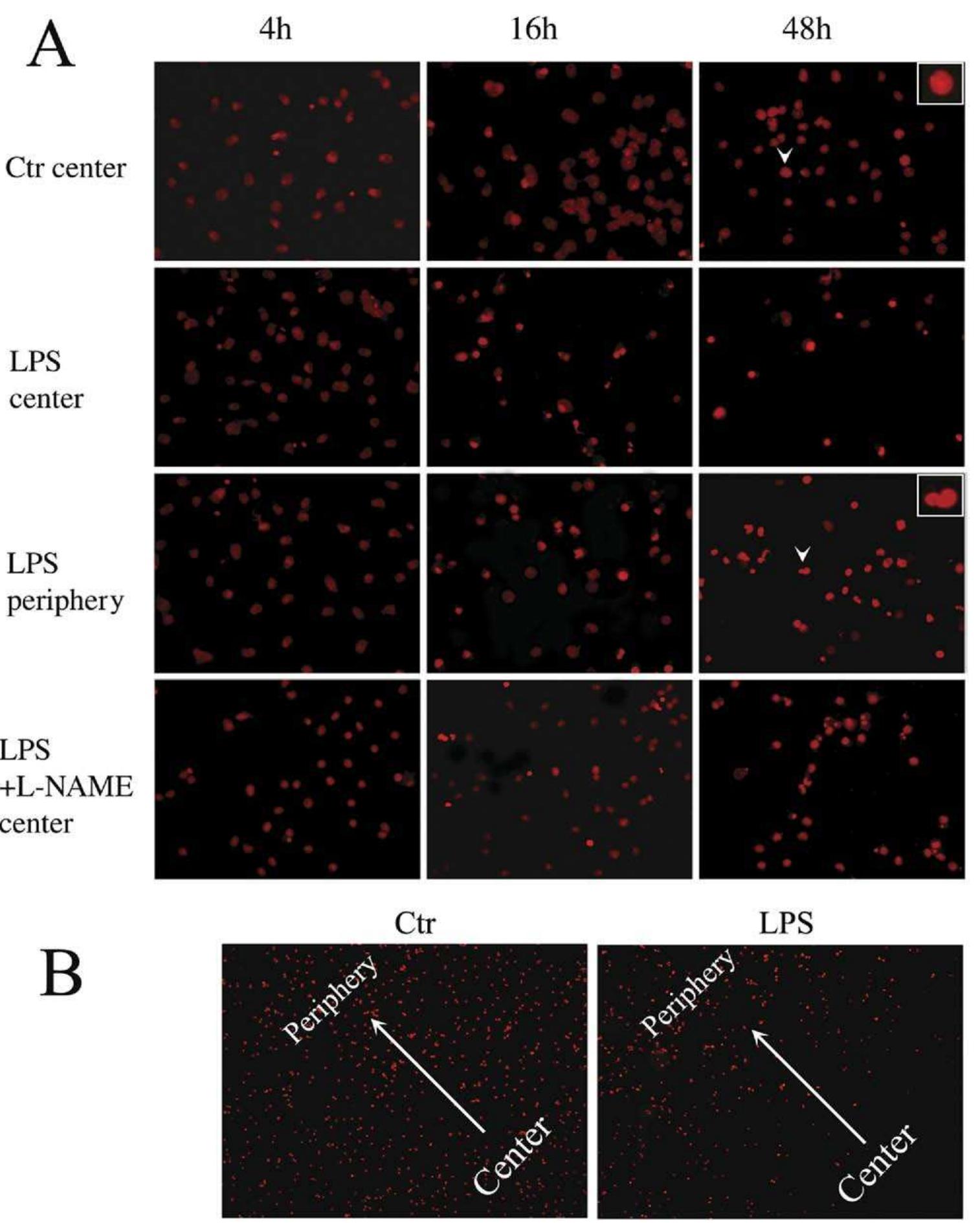 Lps-activated microglia induced acute opc death. (a) the