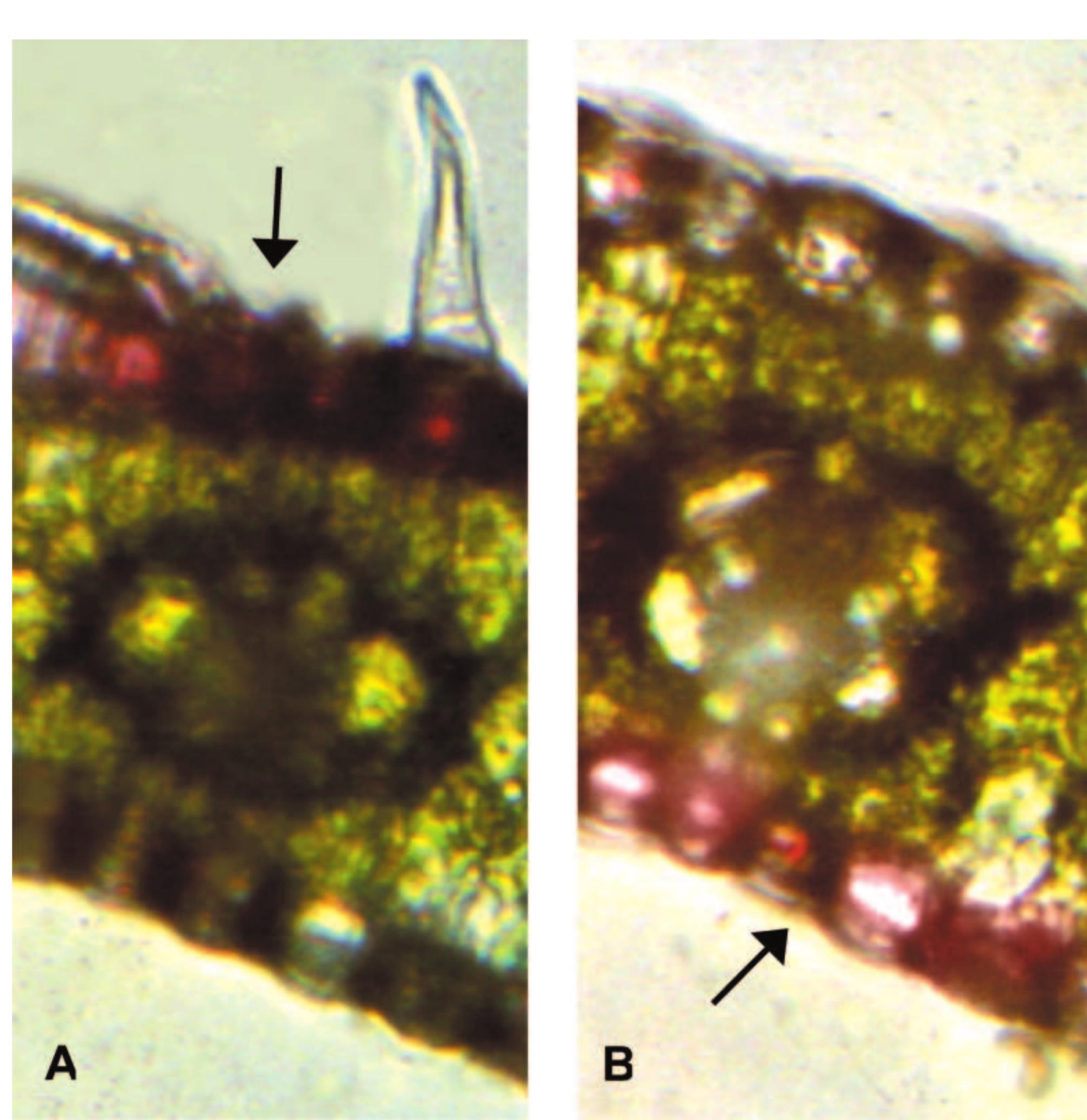 Figure 1 - from Anthocyanin accumulation in the illuminated