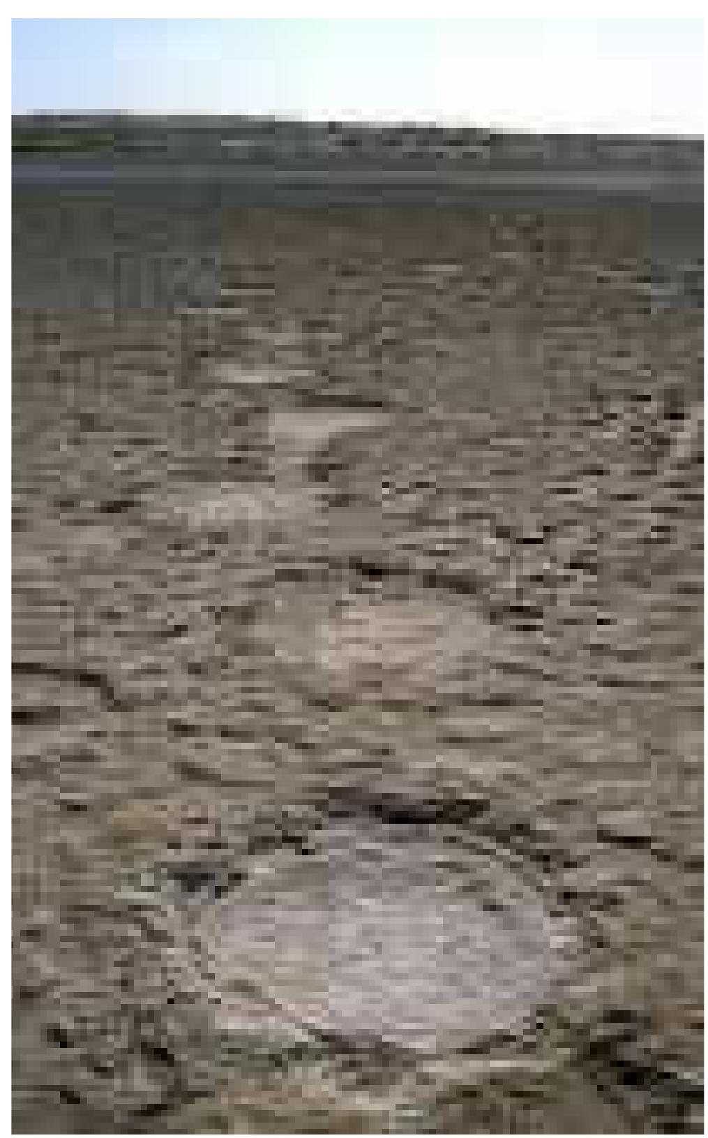 - late miocene elephant trackway at mleisa site 1