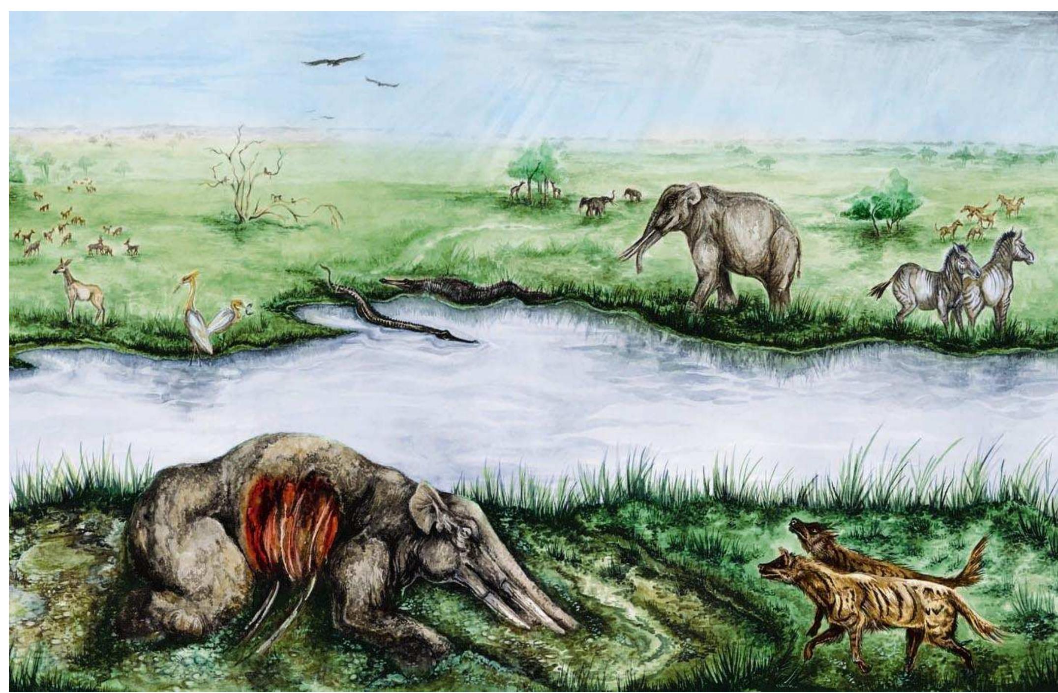 Figure 1 - from Abu Dhabi 8 Million Years Ago - Late Miocene
