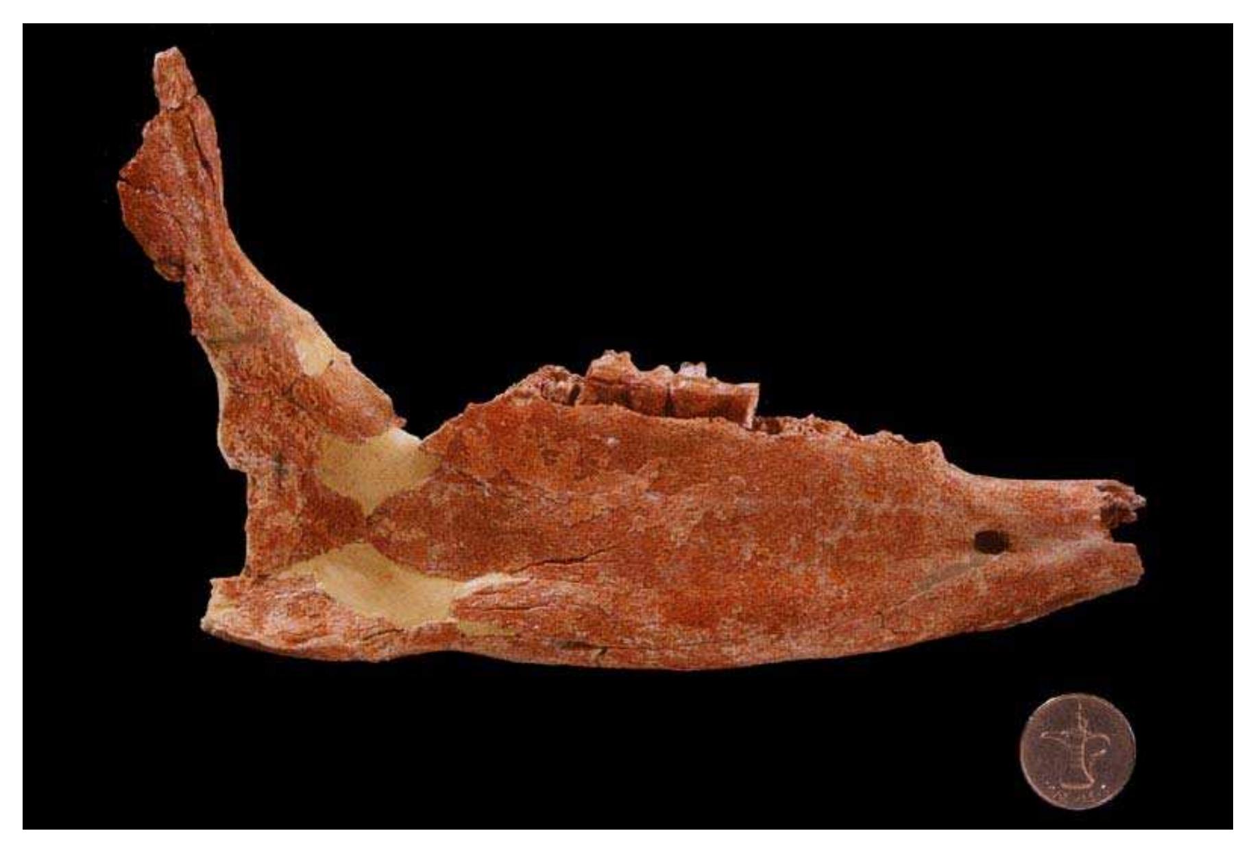 Jaw from the three-toed horse, hipparion. scale is a one