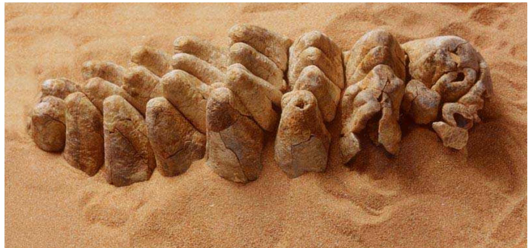 Figure 6 - Abu Dhabi 8 Million Years Ago - Late Miocene