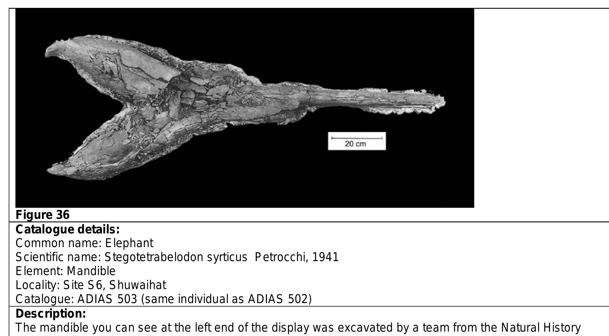 Figure 37 - Abu Dhabi 8 Million Years Ago - Late Miocene