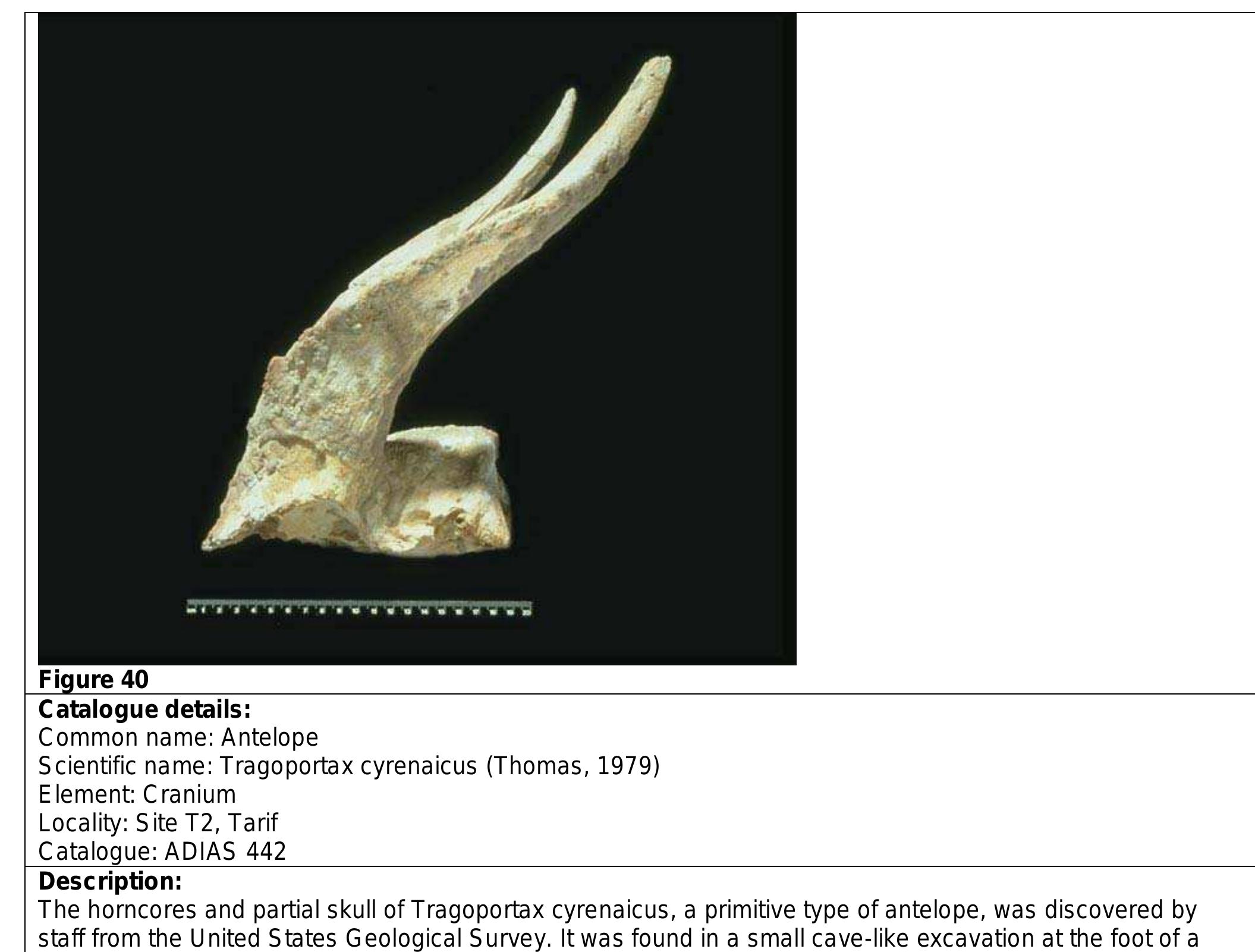 Figure 41 - Abu Dhabi 8 Million Years Ago - Late Miocene