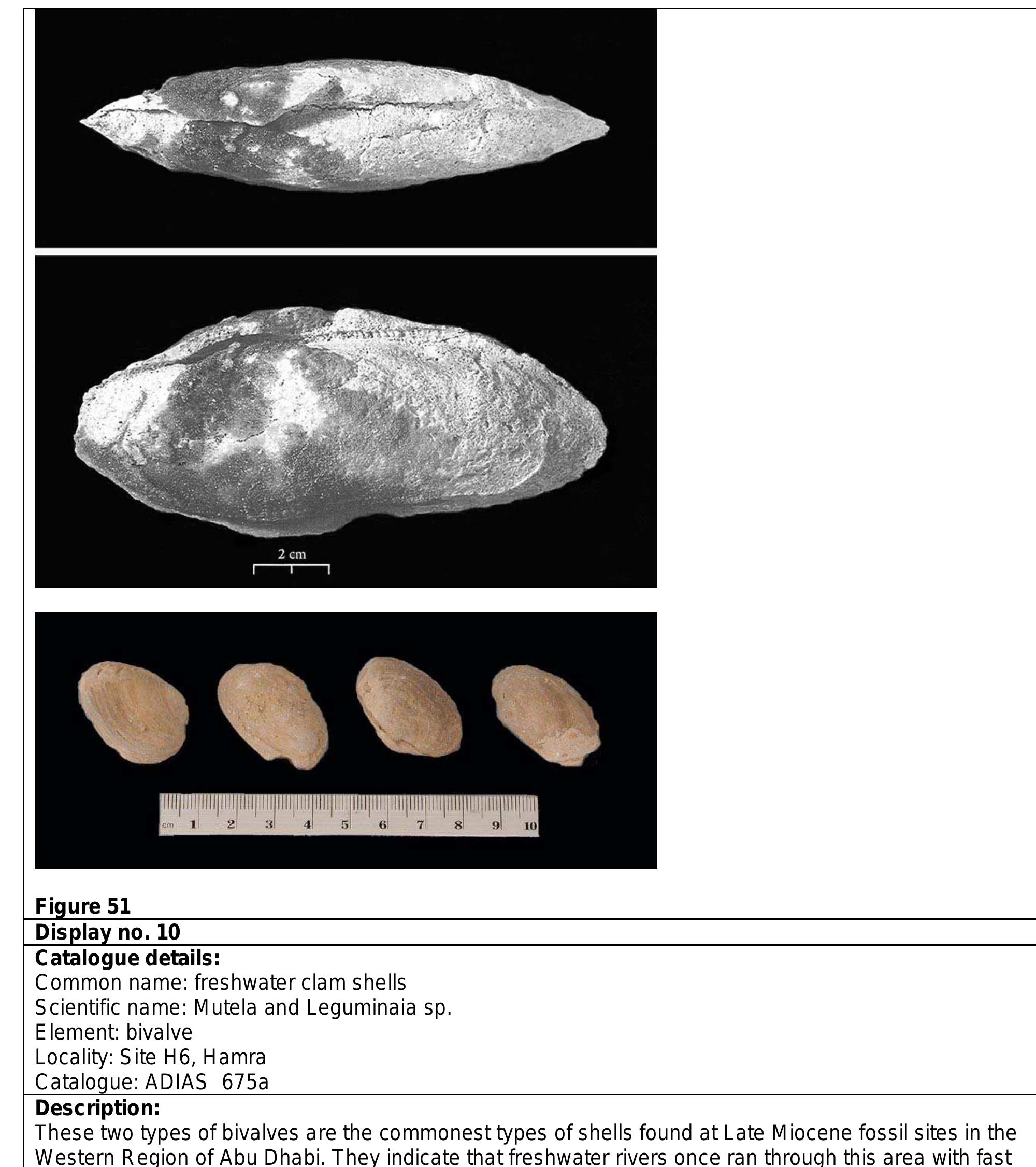 Figure 52 - Abu Dhabi 8 Million Years Ago - Late Miocene