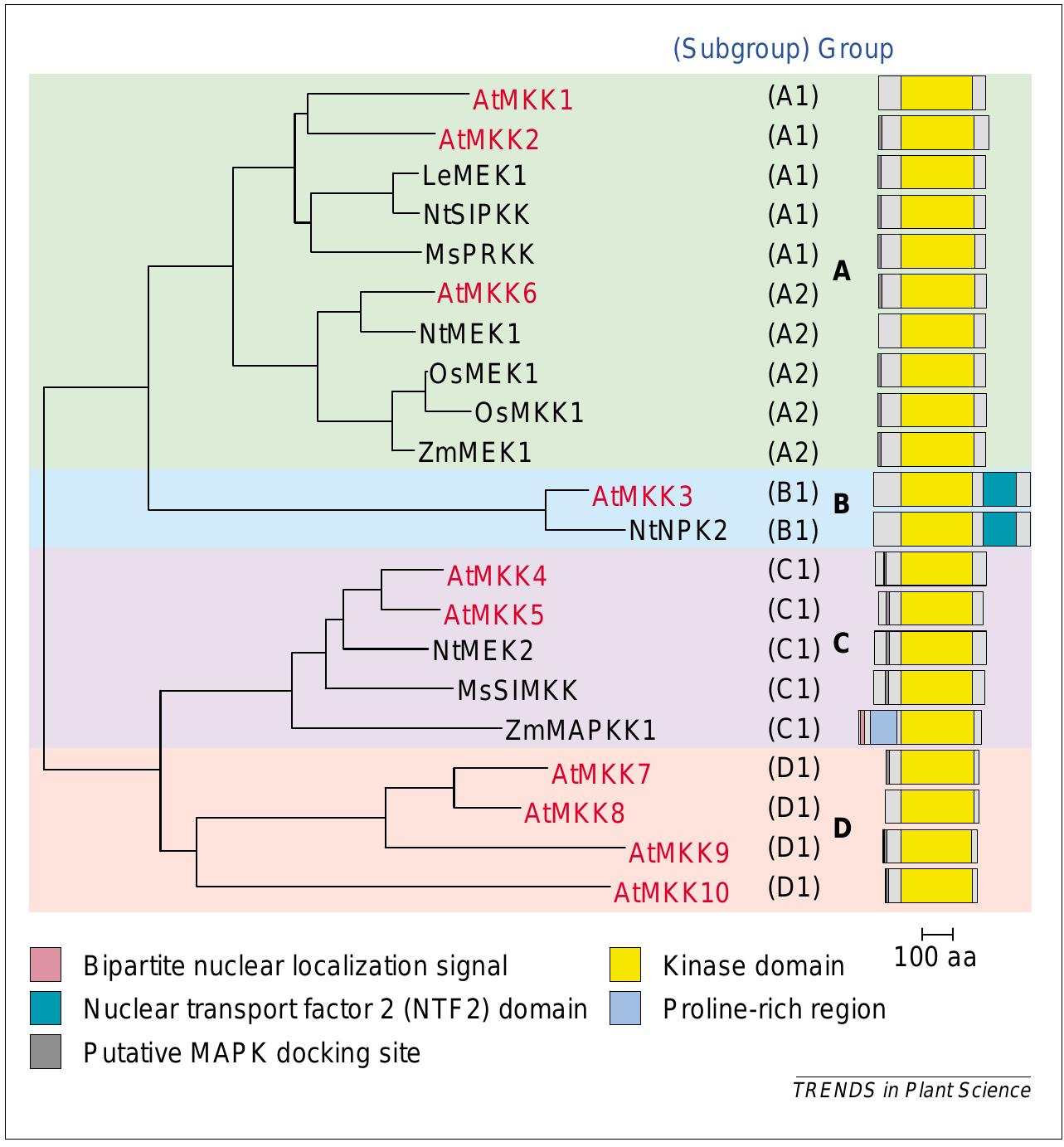 Phylogenetic tree and domain structure of plant