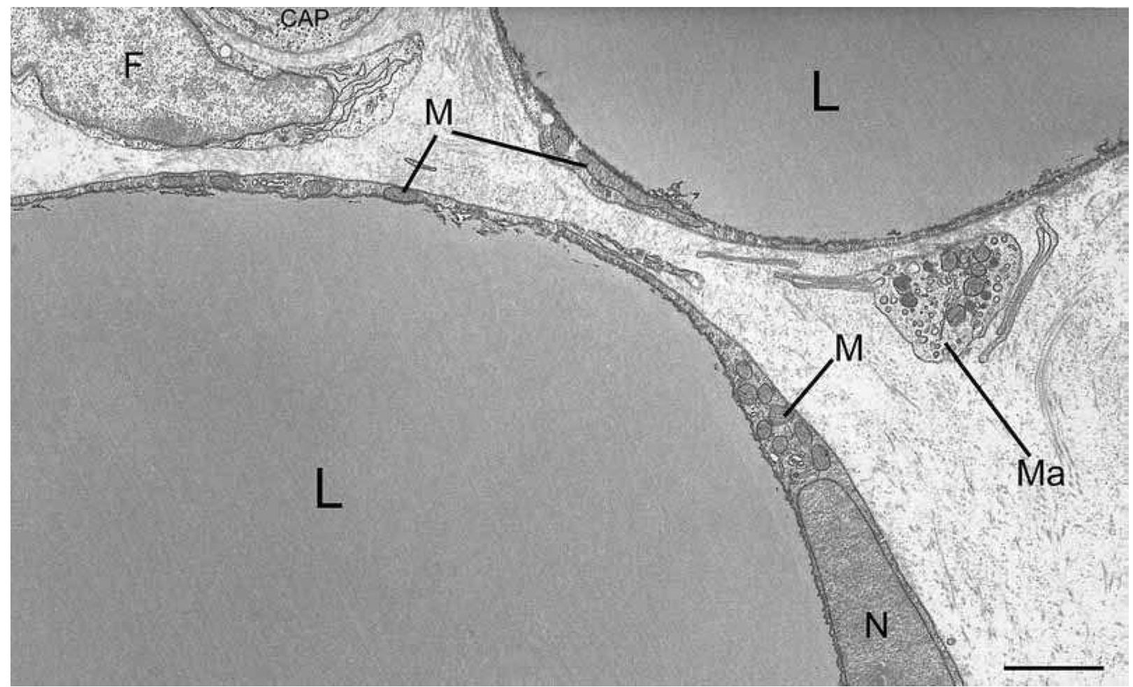 Electron microscopy of murine white adipose tissue. note the