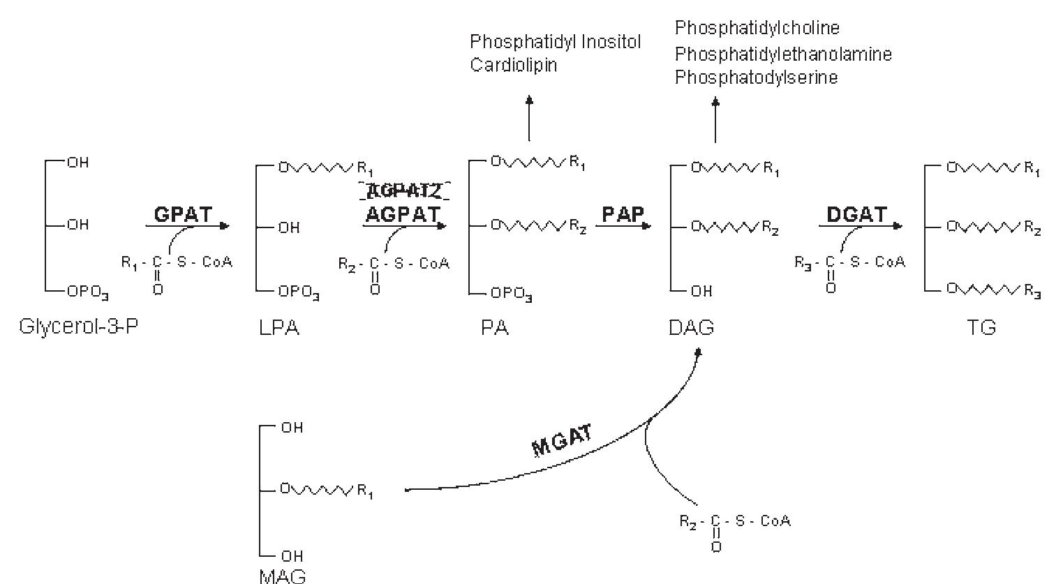 Pathways for the biosynthesis of triacylglycerol.