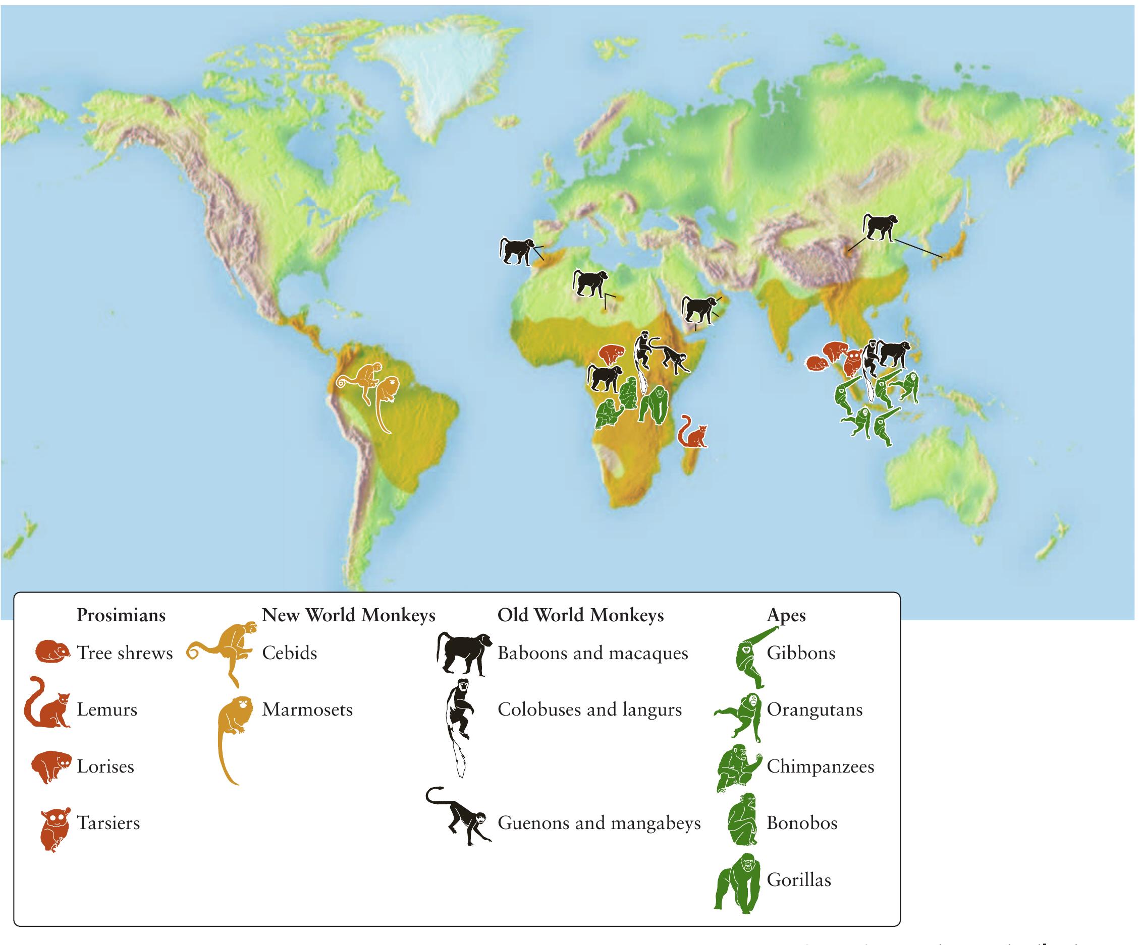 1 | primate distribution as shown on this map, primates
