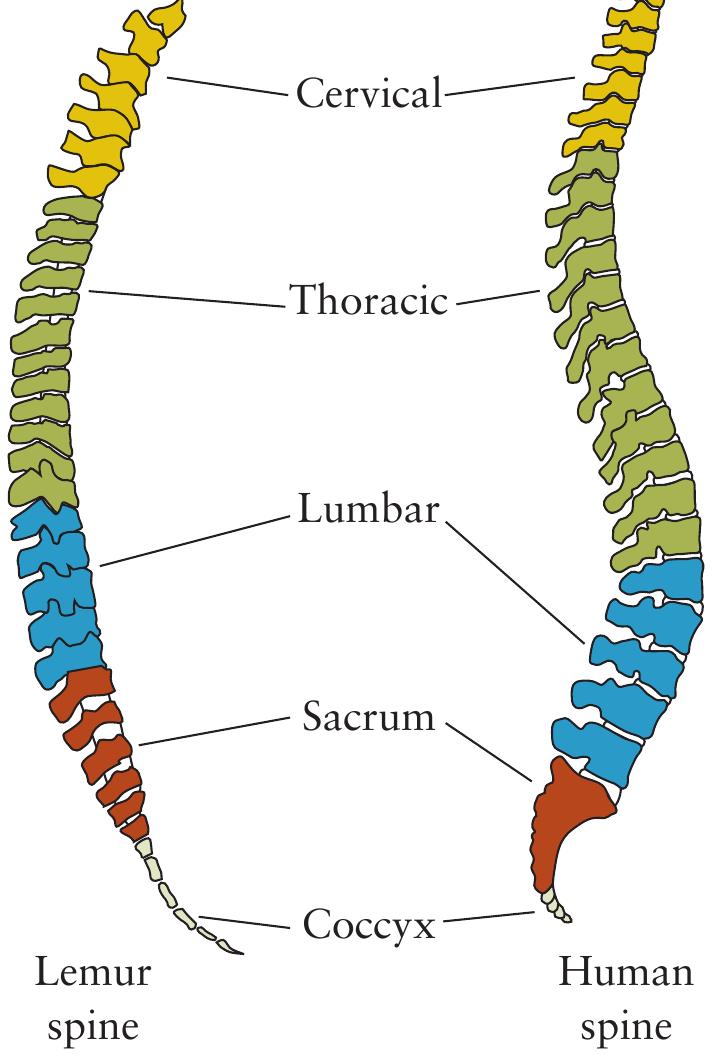 5 primate vertebrae the five types of vertebrae in primates,