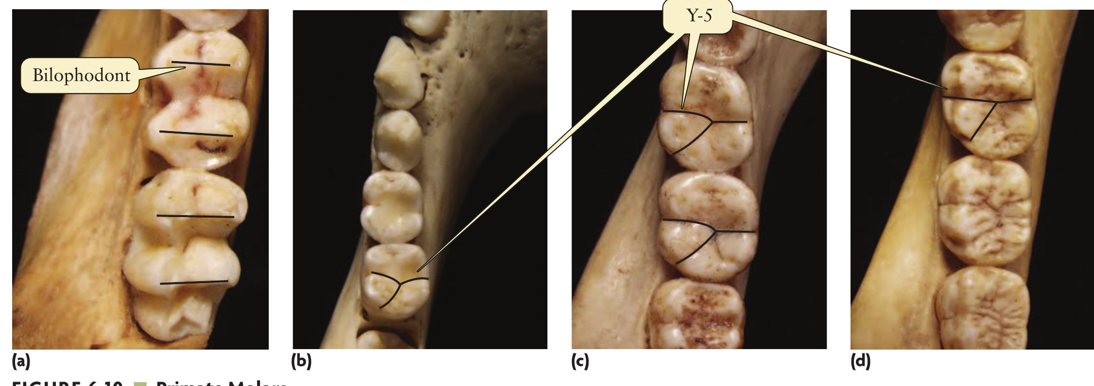 Figure 18 - from ESSENTIALS OF PHYSICAL ANTHROPOLOGY