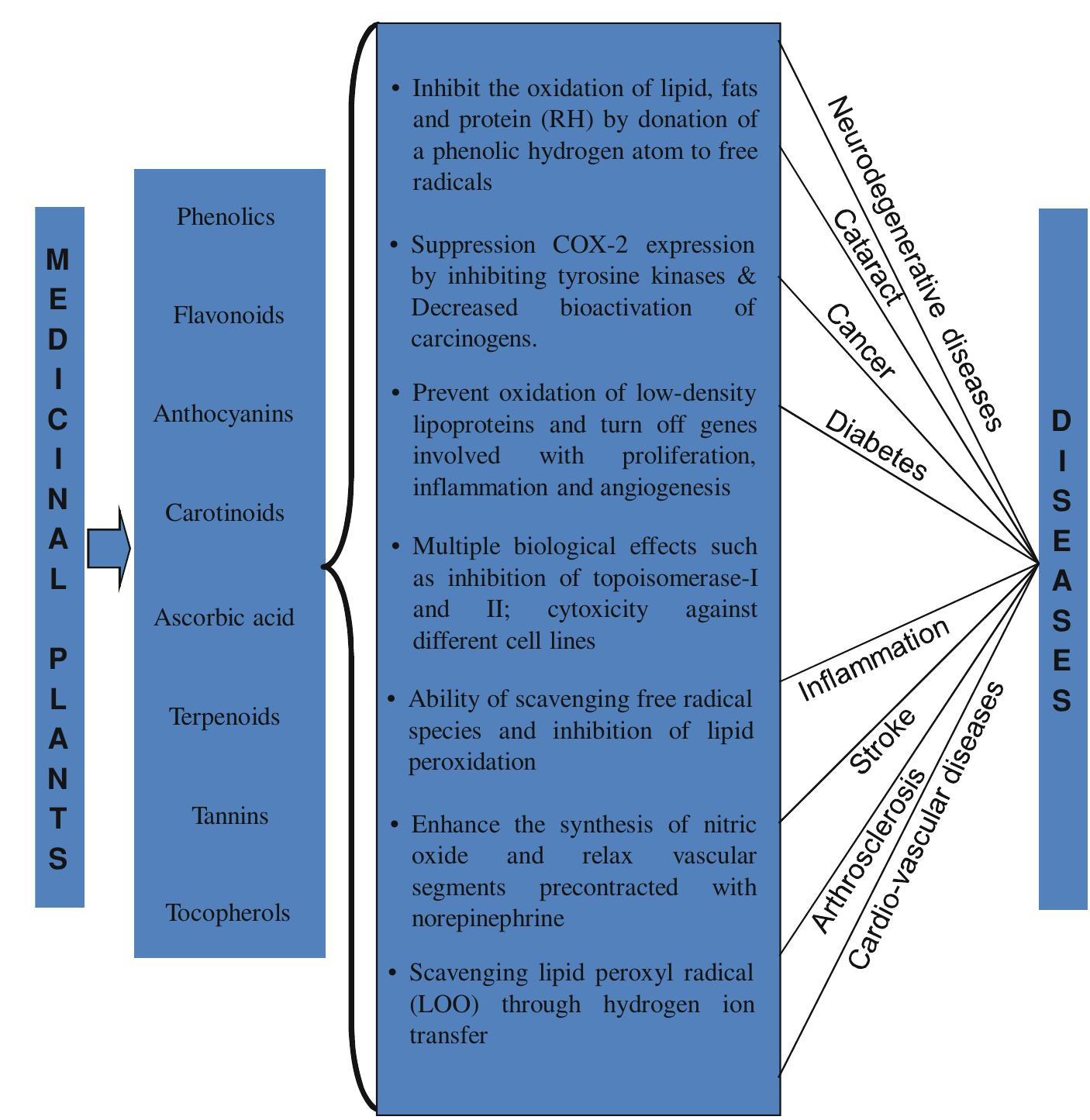 2 antioxidant phytochemicals and their mechanism of action
