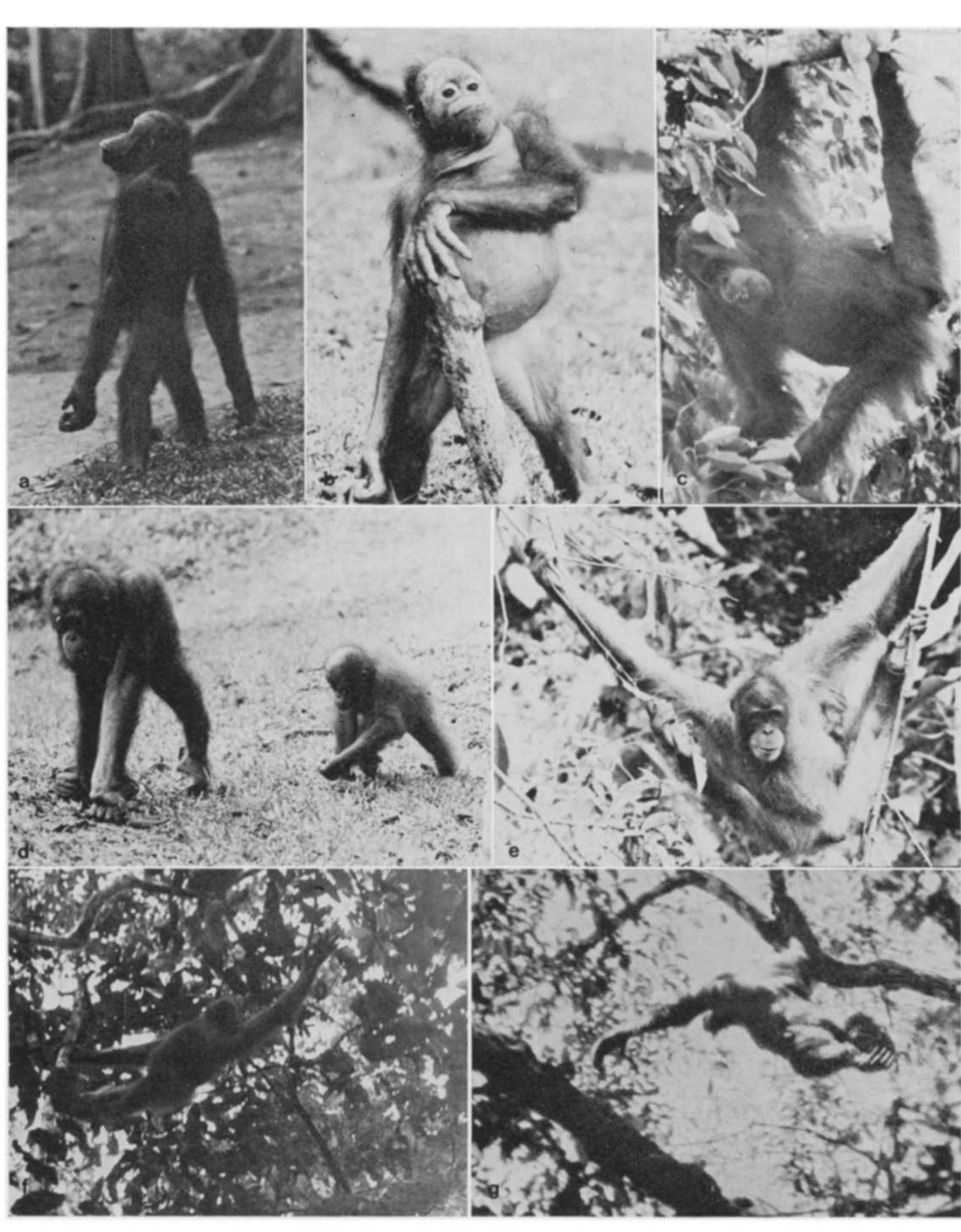 Orang-utan posture and locomotion. (a) bipedal stance. (b)