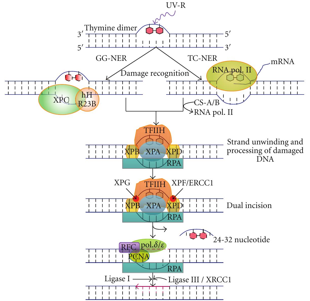 Molecular mechanisms of global genome nucleotide excision