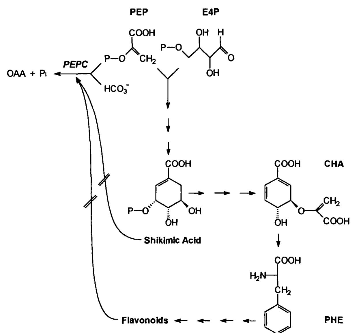 An overview of flavonoid biosynthesis pathway and inhibitory