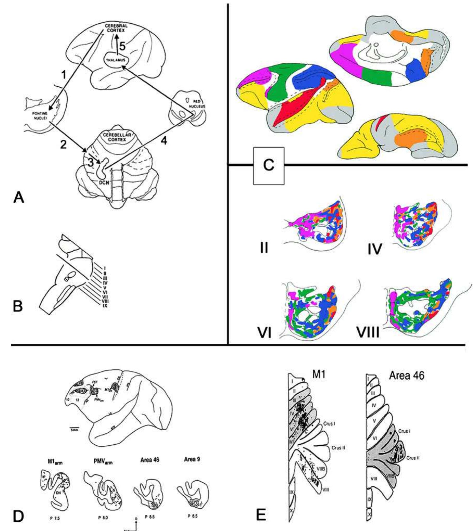 A diagram of the cerebro-cerebellar circuit. feedforward