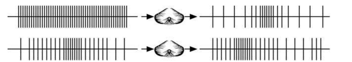 Schematic illustration of a cerebellar internal model