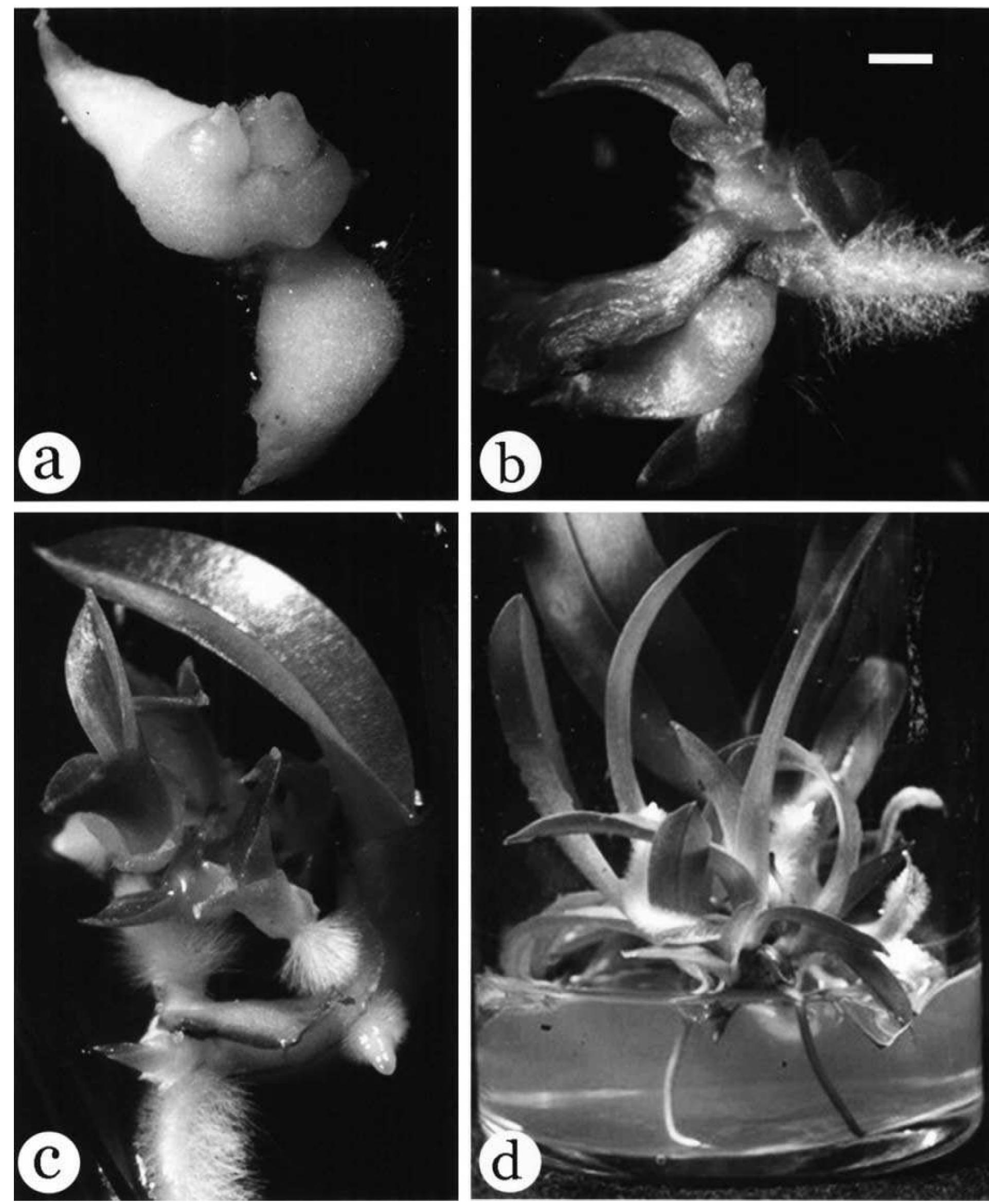 Direct shoot bud formation and plant regeneration from leaf
