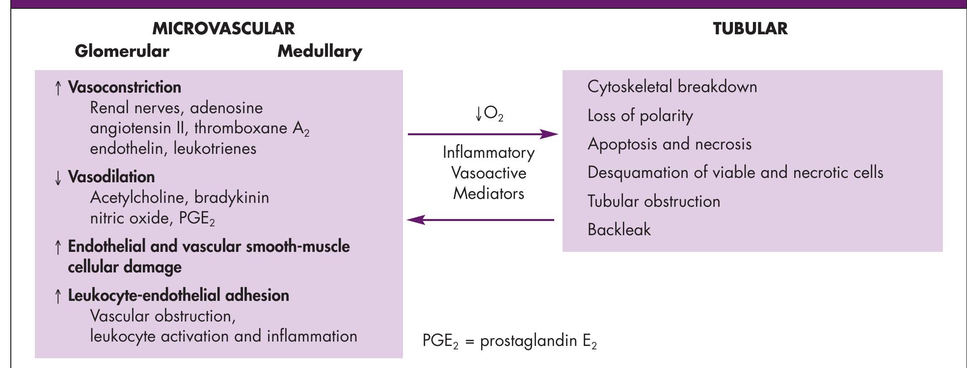 Figure 1 - from Pathophysiology of Acute Kidney Injury