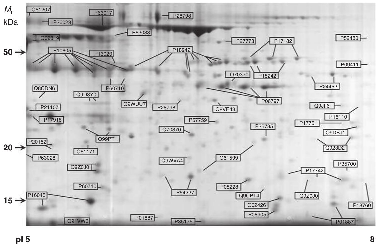 2-de reference map for bmm-cm (pl 5-8, 12% acrylamide, mops
