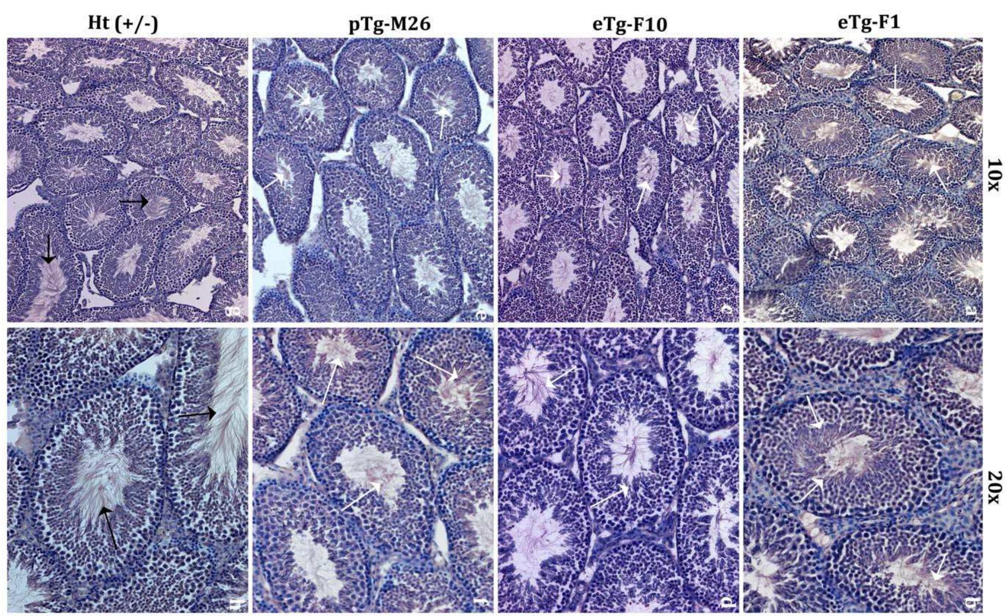 Histology of testis section from rescue animals compared to