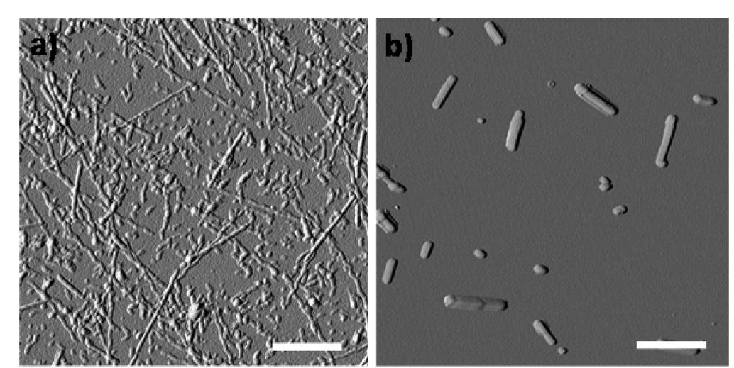 Afm images of ttr (10s—115) fibrils grown at (a) ph 1.5 and